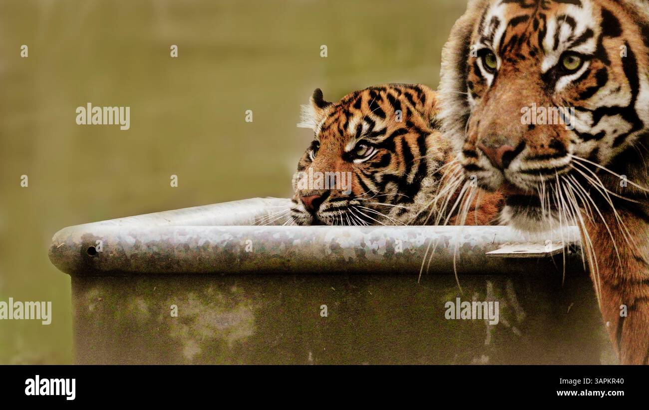 A tiger cub explores the enclosures at Manor Wildlife Park in Tenby ...