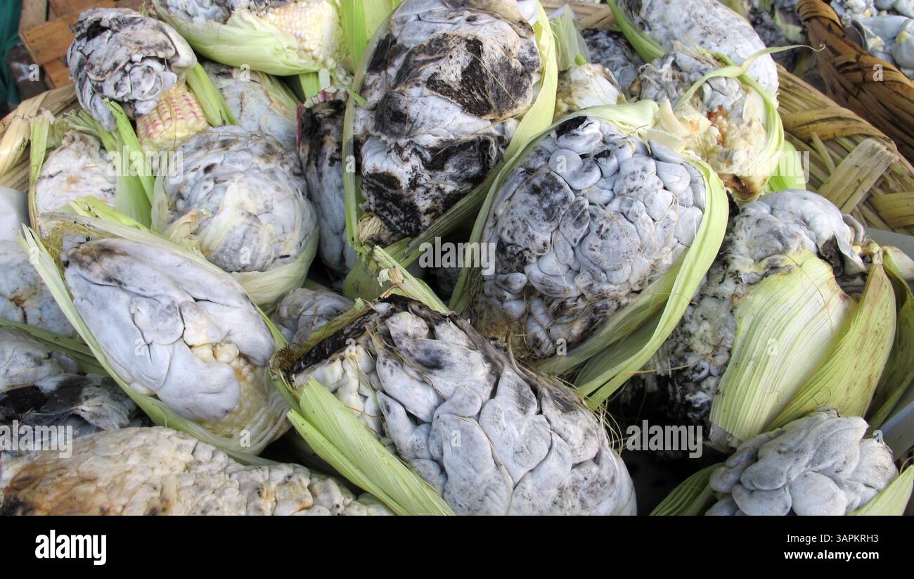 Aug. 6, 2011 - Mexico City, MEX - The blight, known as corn smut ...