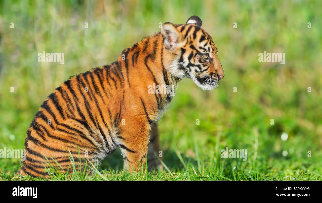 A tiger cub explores the enclosures at Manor Wildlife Park in Tenby ...