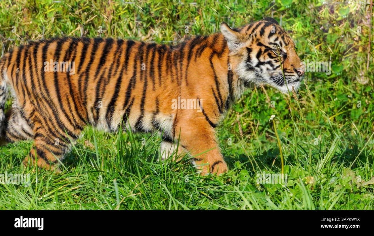 A tiger cub explores the enclosures at Manor Wildlife Park in Tenby ...