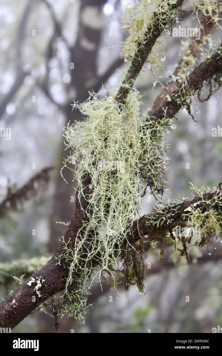La Gomera - Lichen Hanging from Trees in Garajonay National Park - 2025 ...