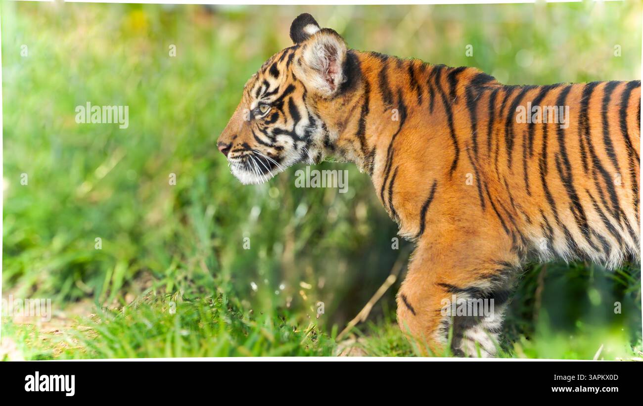 A tiger cub explores the enclosures at Manor Wildlife Park in Tenby ...