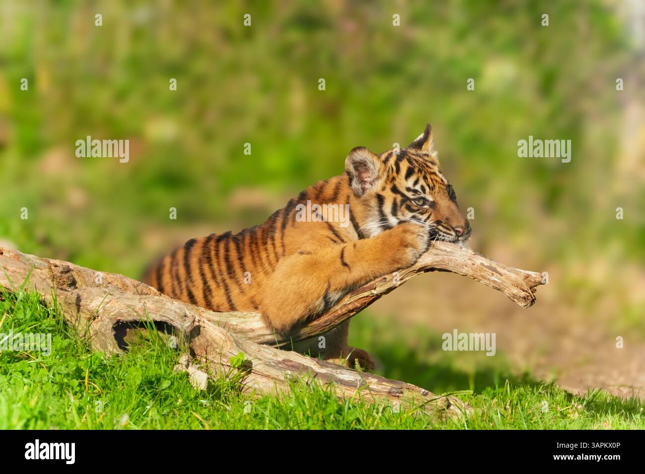 A tiger cub explores the enclosures at Manor Wildlife Park in Tenby ...