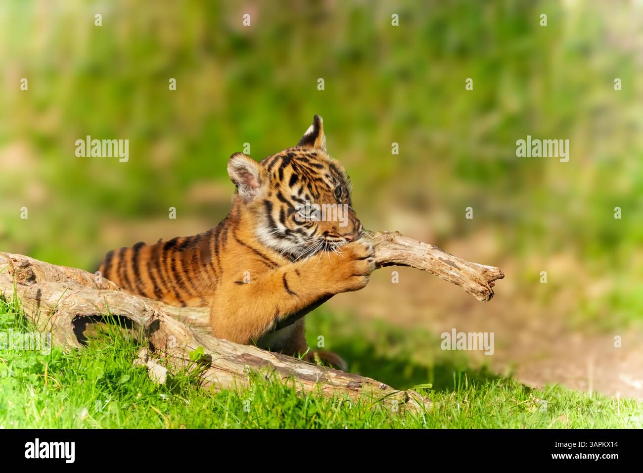 A tiger cub explores the enclosures at Manor Wildlife Park in Tenby ...
