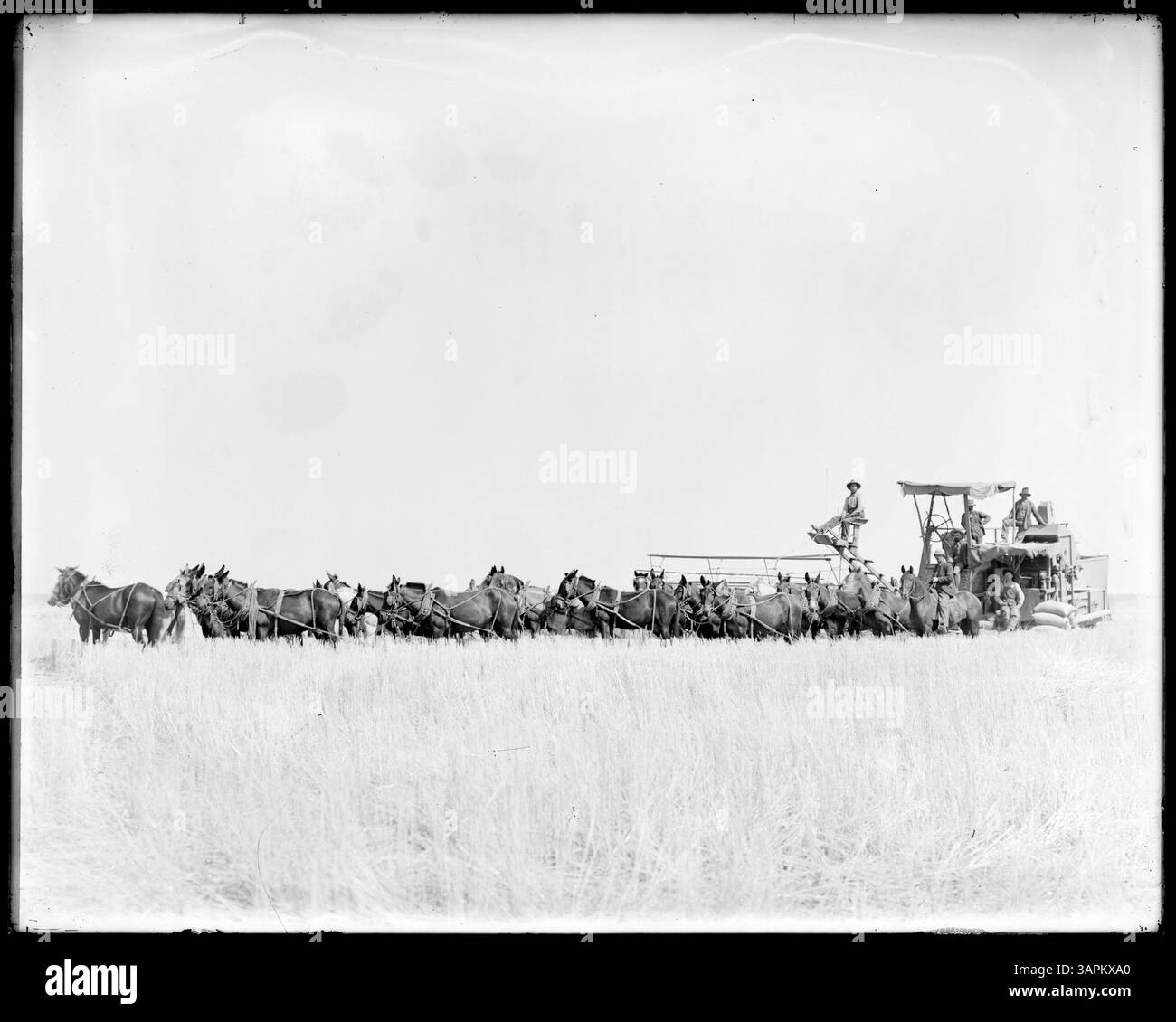 A photograph by Lee Moorhouse showing a horse-drawn combine harvesting ...