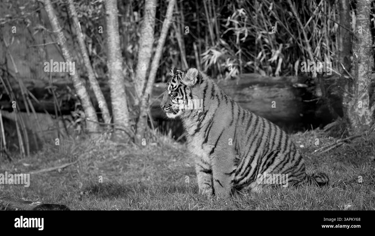 A tiger cub explores the enclosures at Manor Wildlife Park in Tenby ...