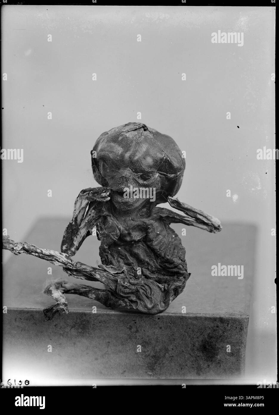This photograph shows a tribal mummy, offering a rare glimpse into ...