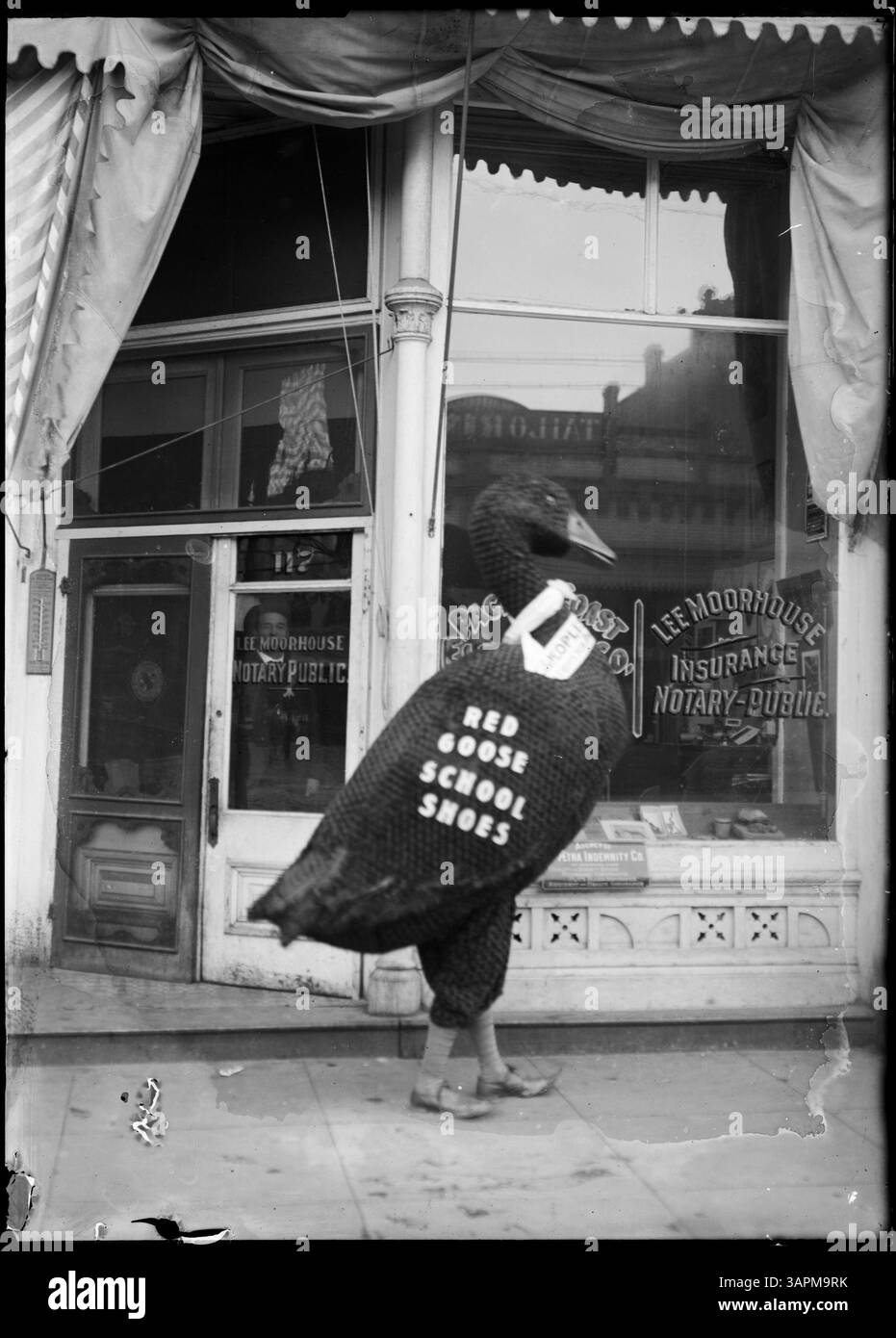 Photograph titled 'The Goose' by Lee Moorhouse, part of the University ...