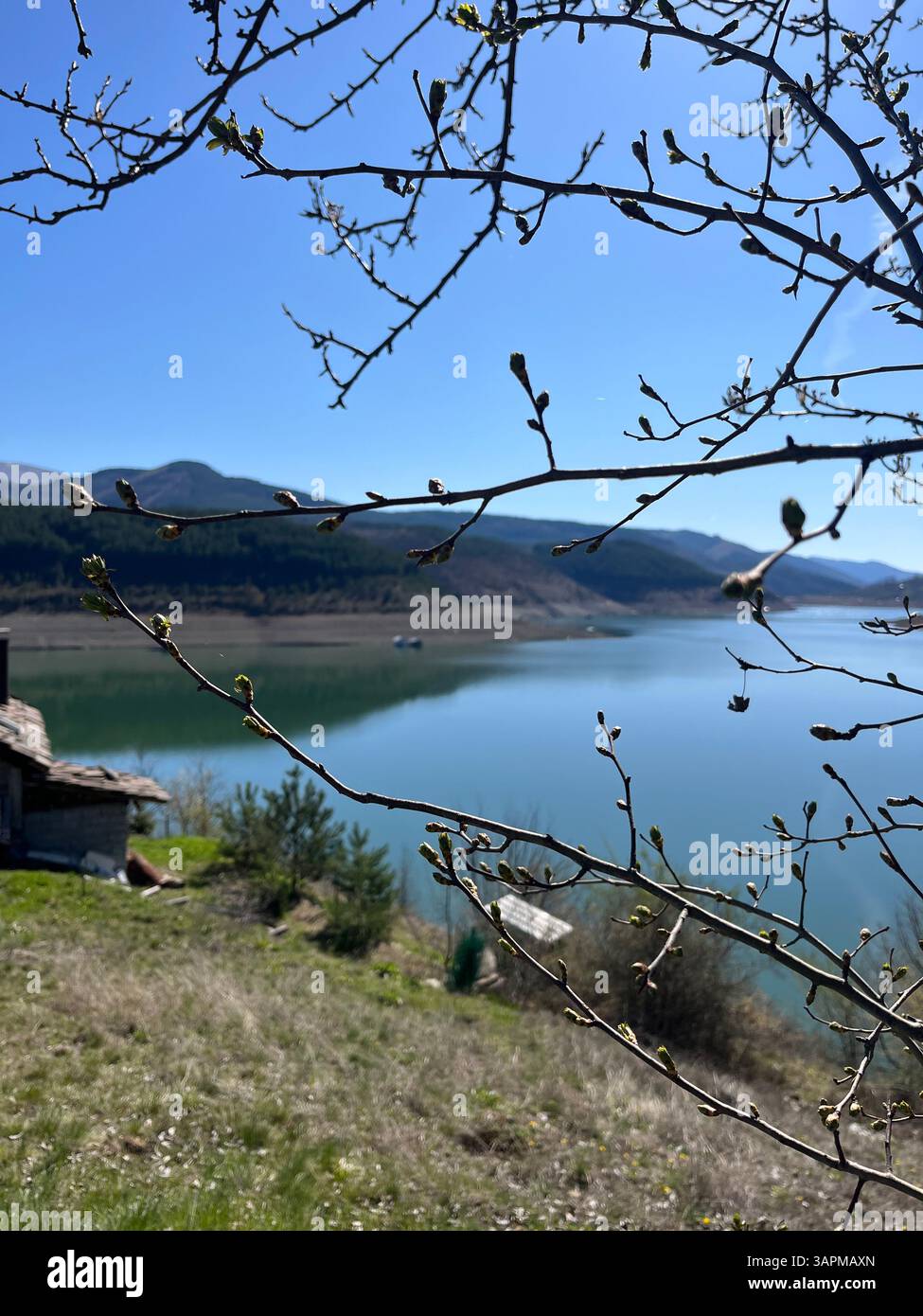 Spring Tree branches Over Water. buds on a branch Stock Photo - Alamy