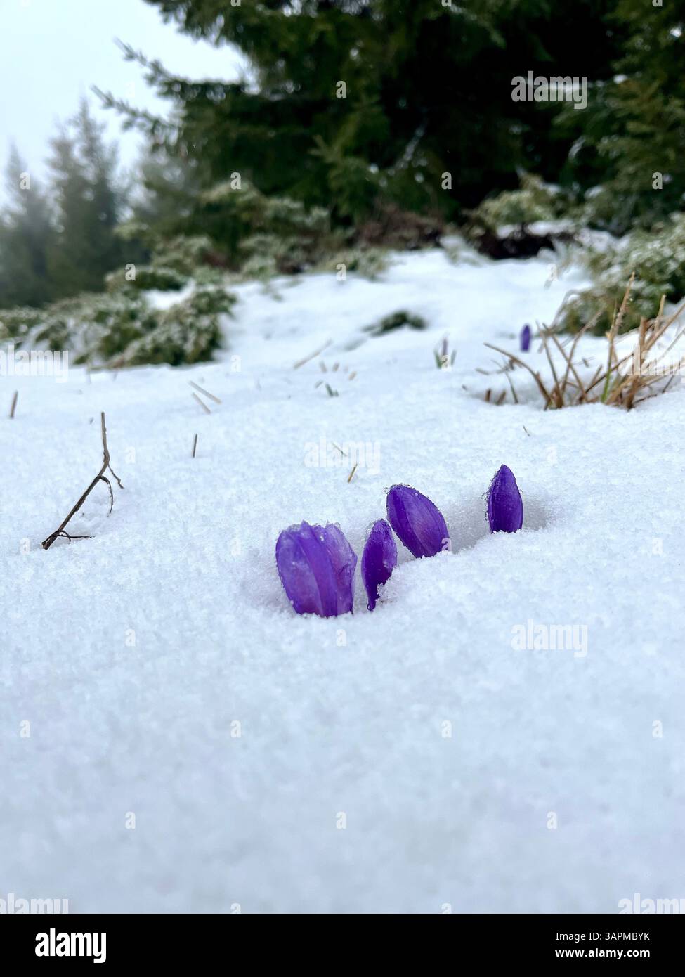 Crocuses are visible from under the snow, white snowdrift in the forest ...