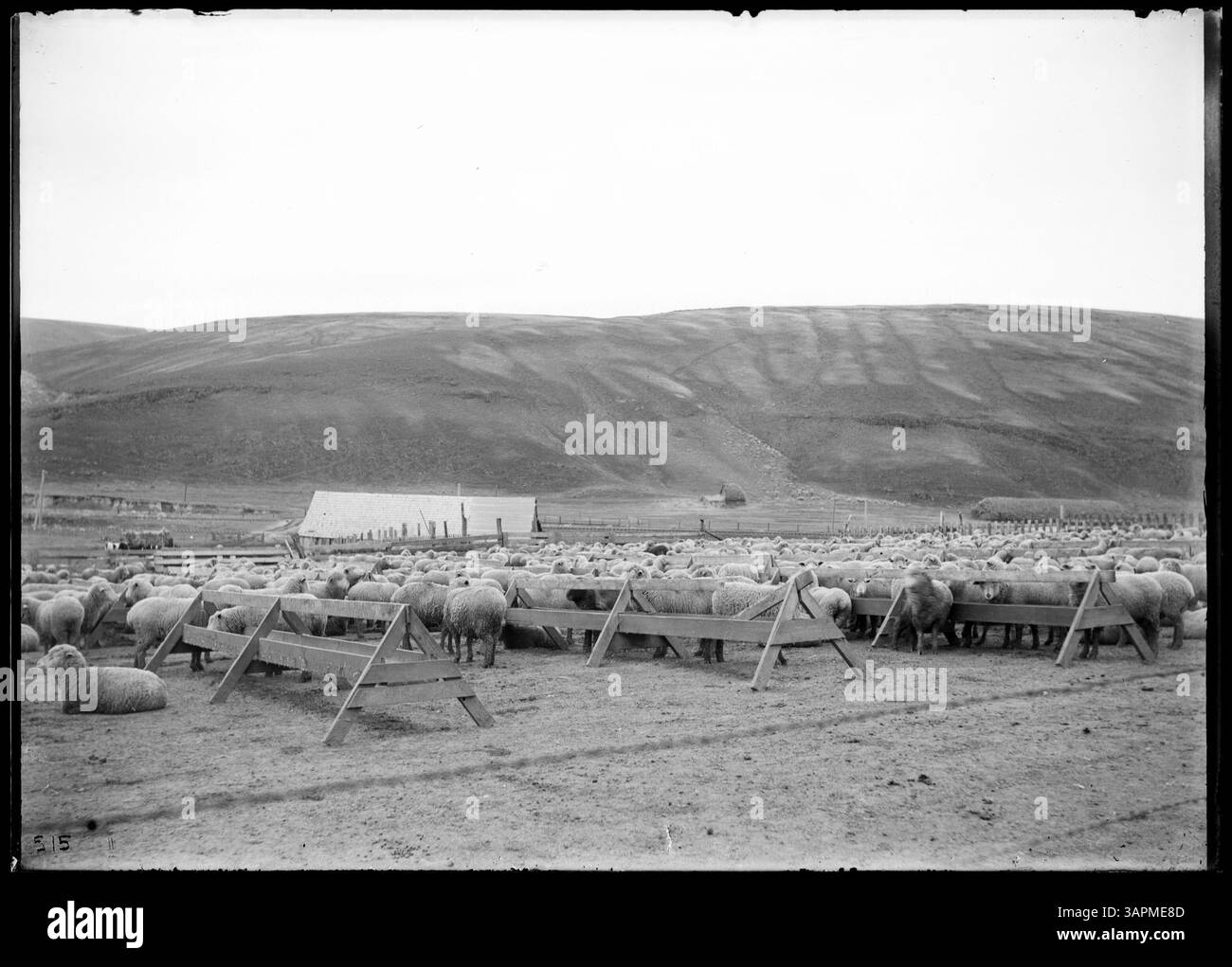 This Lee Moorhouse photograph shows sheep in a corral with feeding ...
