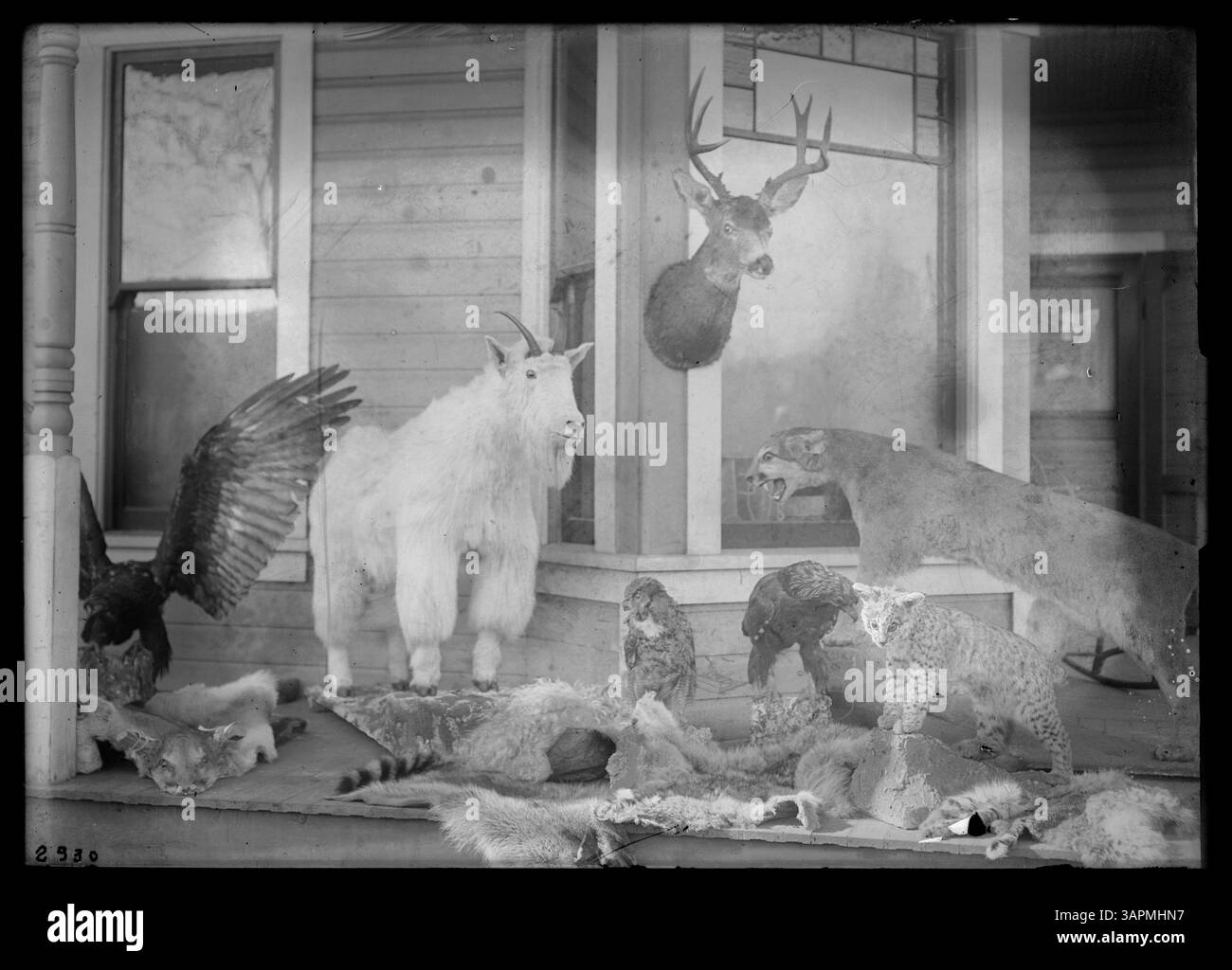 Image part wildlife conservation Black and White Stock Photos & Images ...