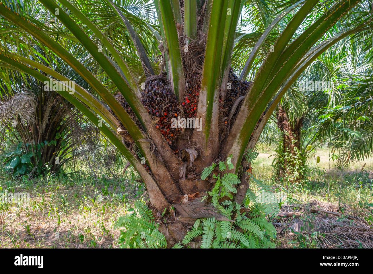 Ghana, Oil Palm Fruits Growing in Oil Palm Stock Photo - Alamy