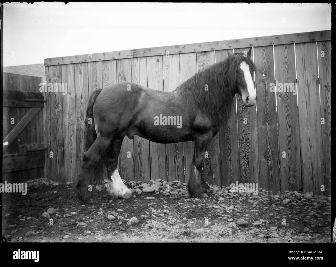 A photograph of prize horses captured by Lee Moorhouse. The image ...