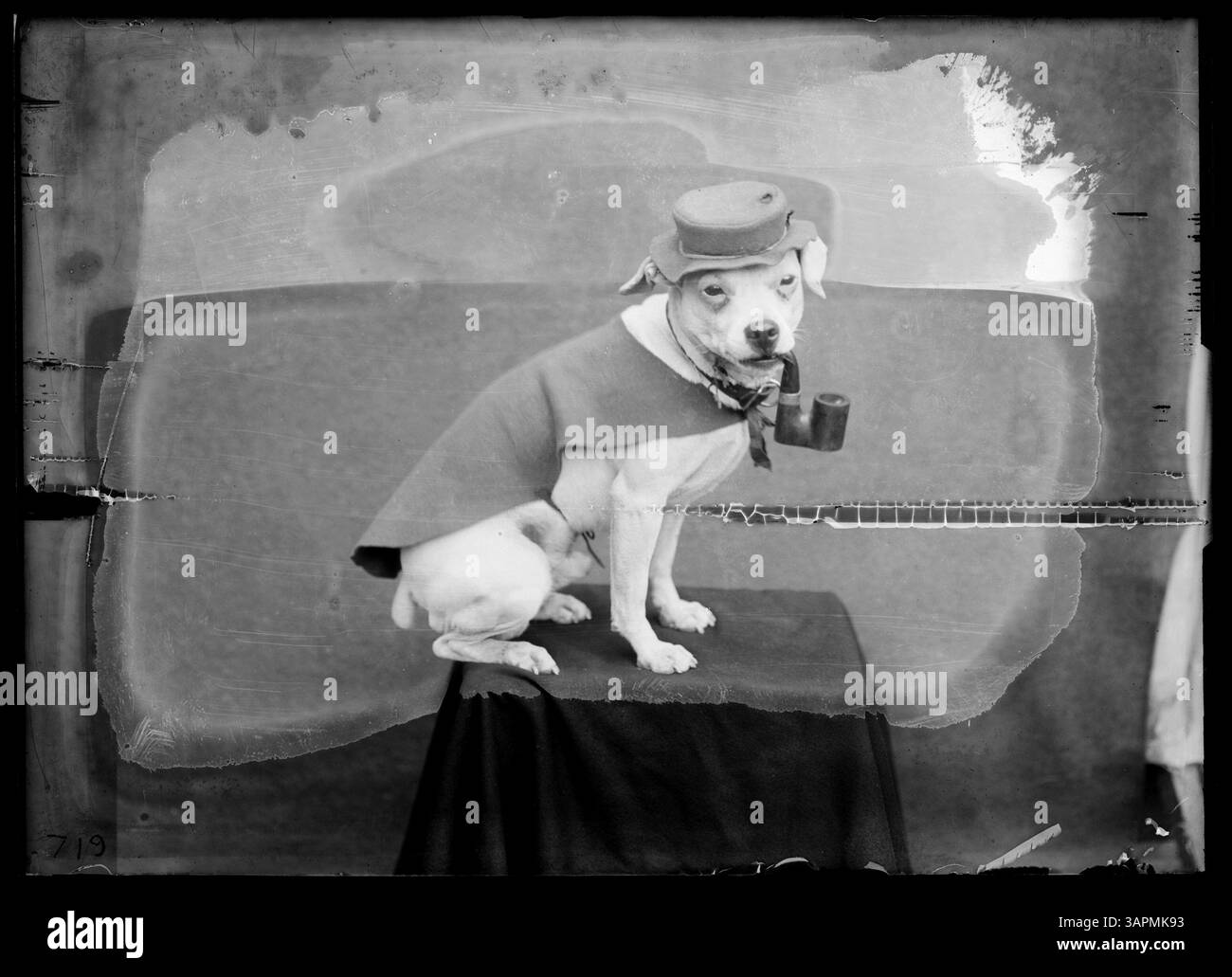 This photograph by Lee Moorhouse features a terrier dog with a pipe in ...