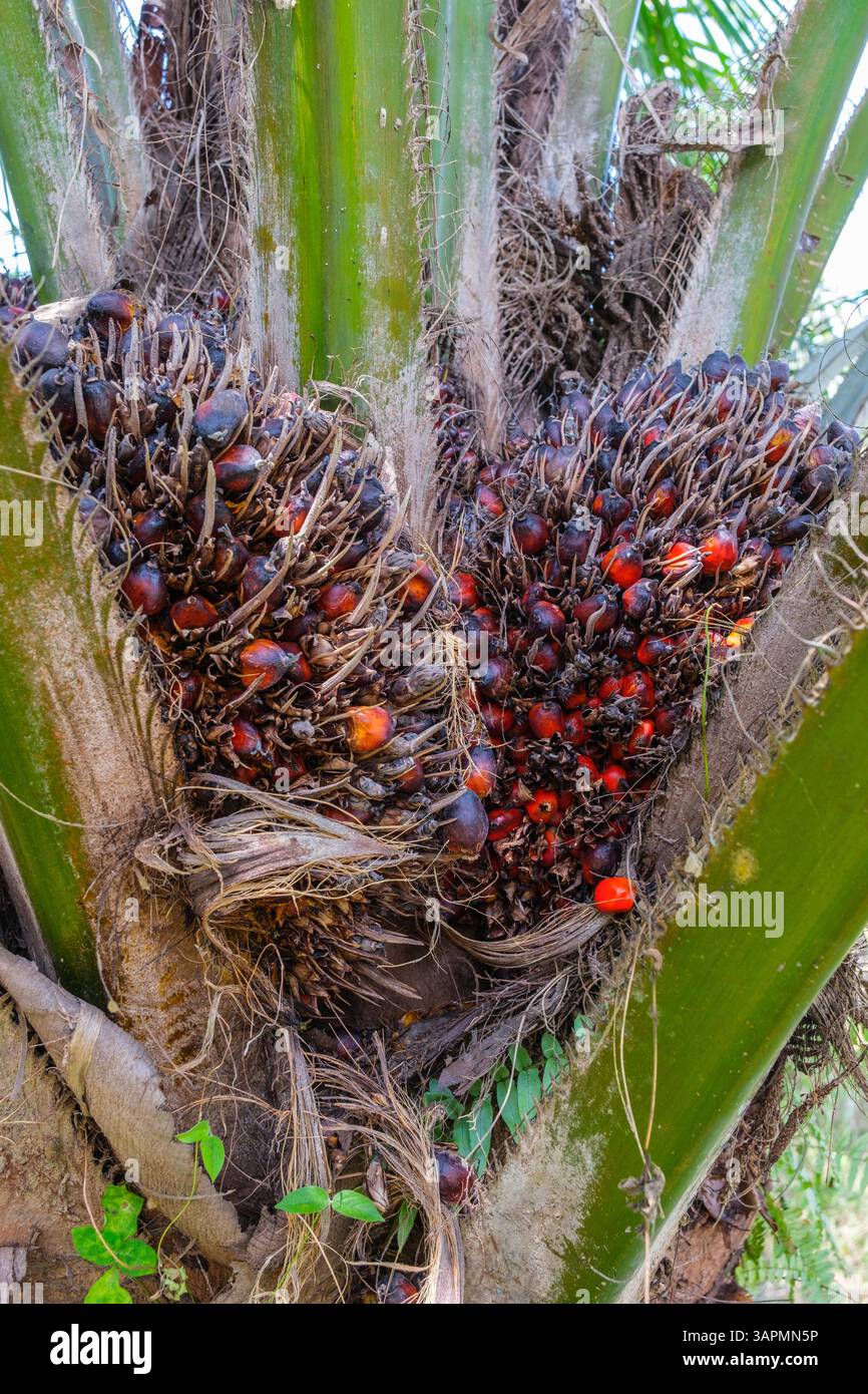 Ghana, Oil Palm Fruits Growing in Oil Palm Stock Photo - Alamy