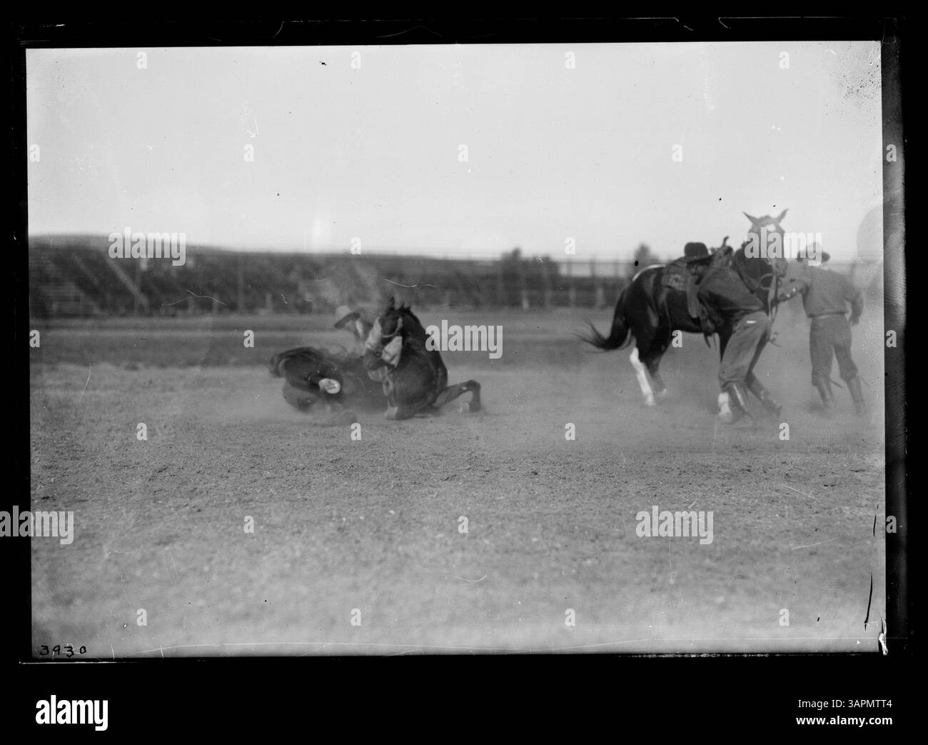 A photograph of bucking horses in action, capturing the intensity and ...