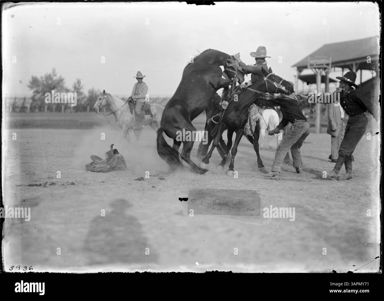 This image captures bucking horses, showcasing the energy and movement ...