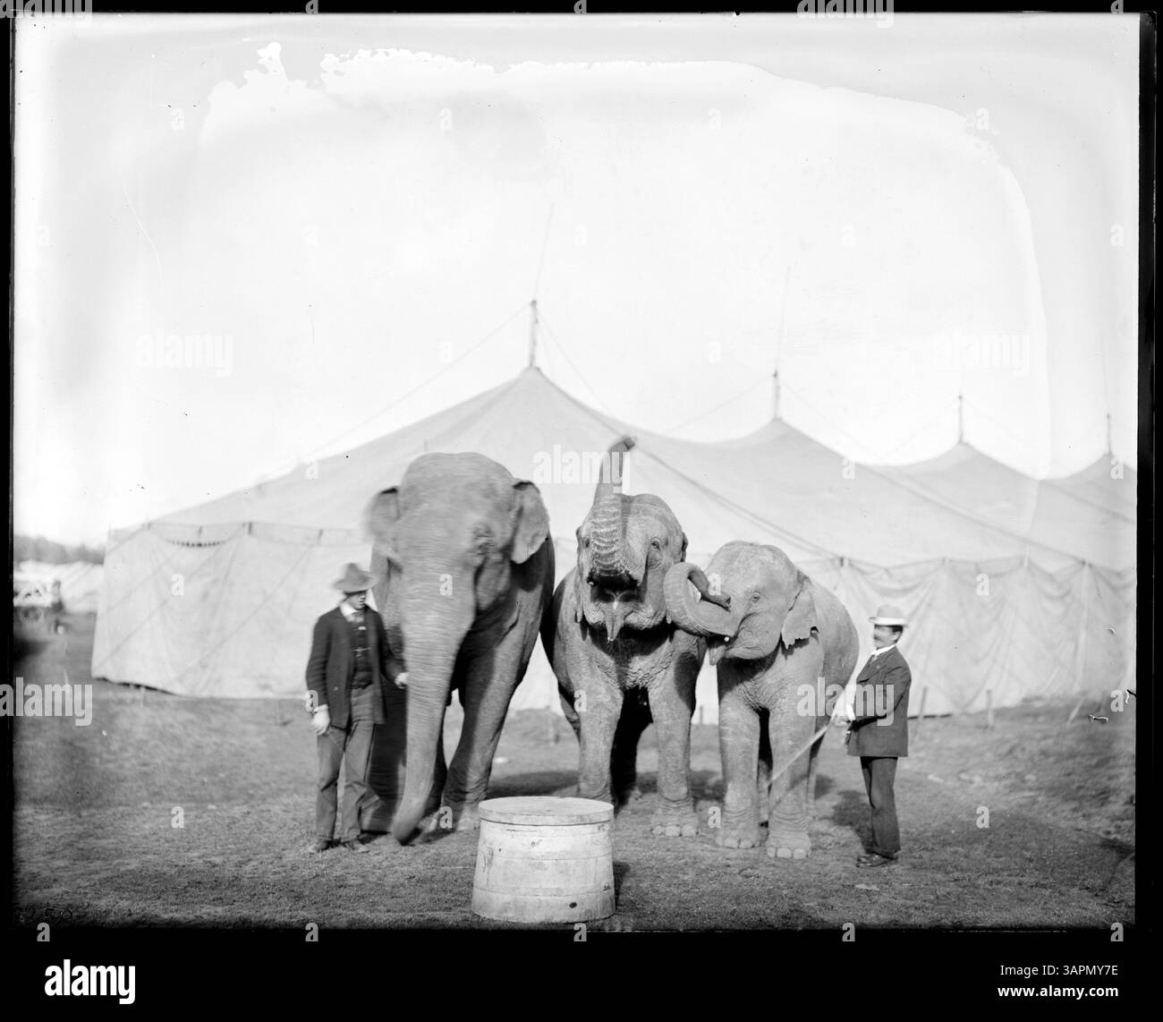 This photograph by Lee Moorhouse captures an elephant act in the Pan ...