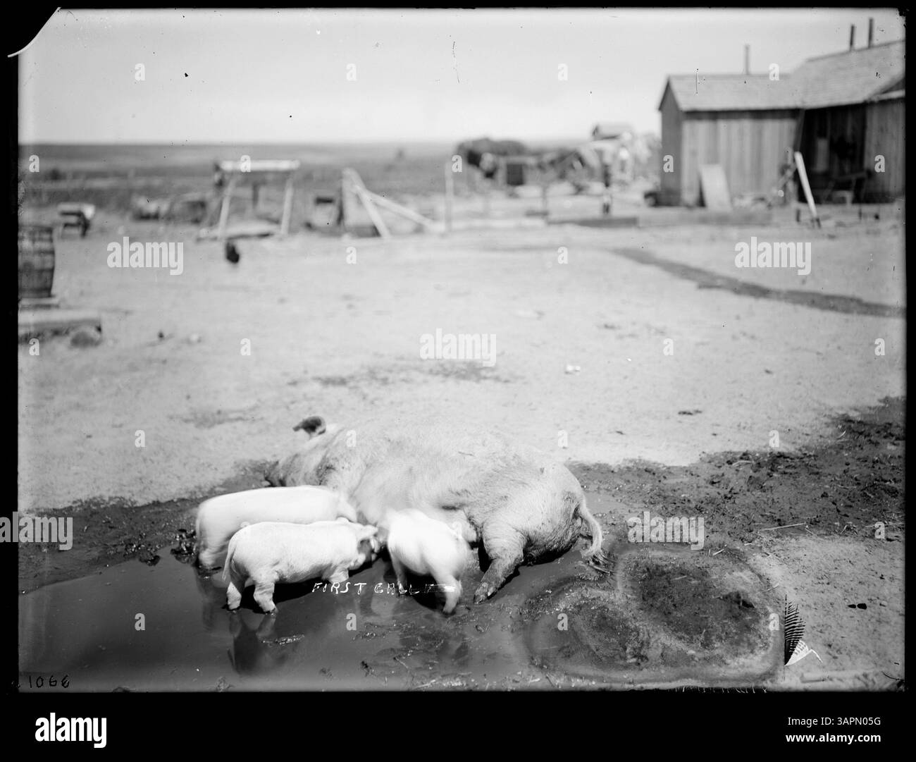 Three pigs nursing from a sow, captured by Lee Moorhouse. The image ...
