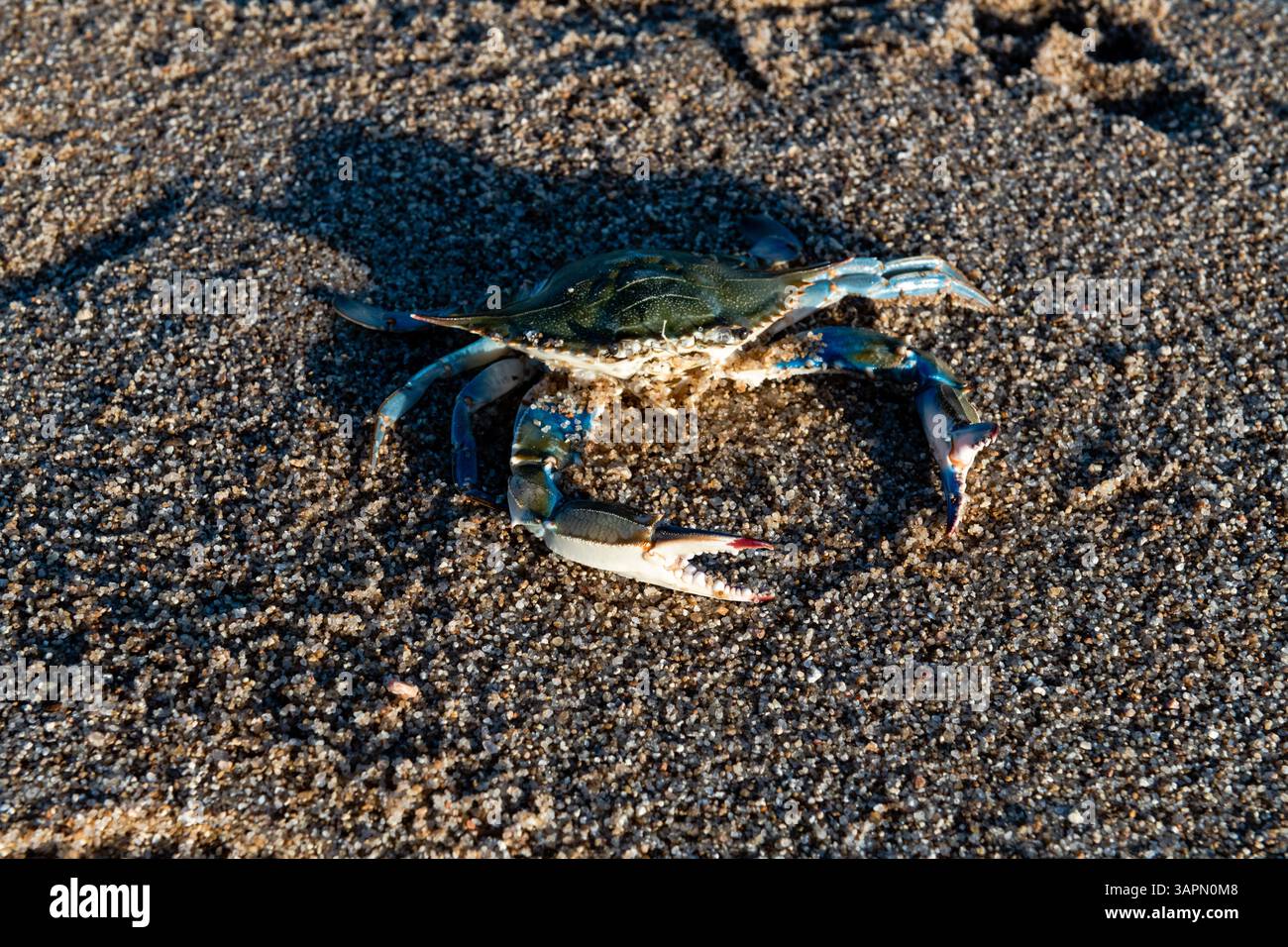 Blue crab close-up on beach showcasing colorful shell and textures ...
