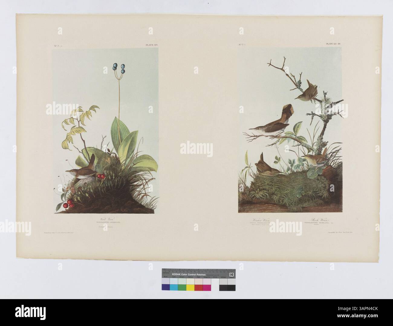 Plates 119 and 121-116 from *Birds of America* depicting various wrens ...