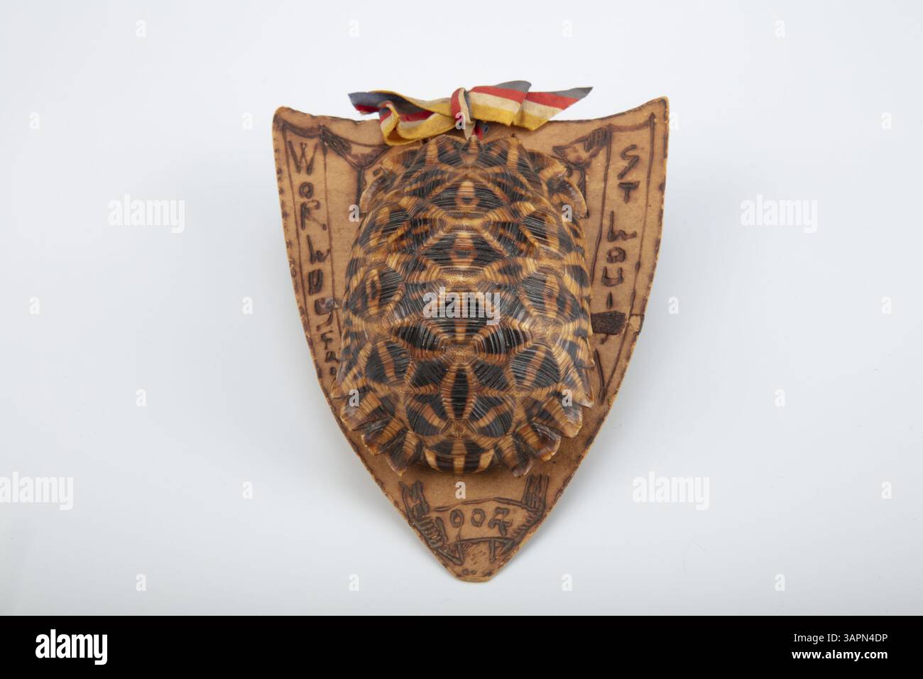 A turtle shell souvenir from the Boer War demonstration at the 1904 ...