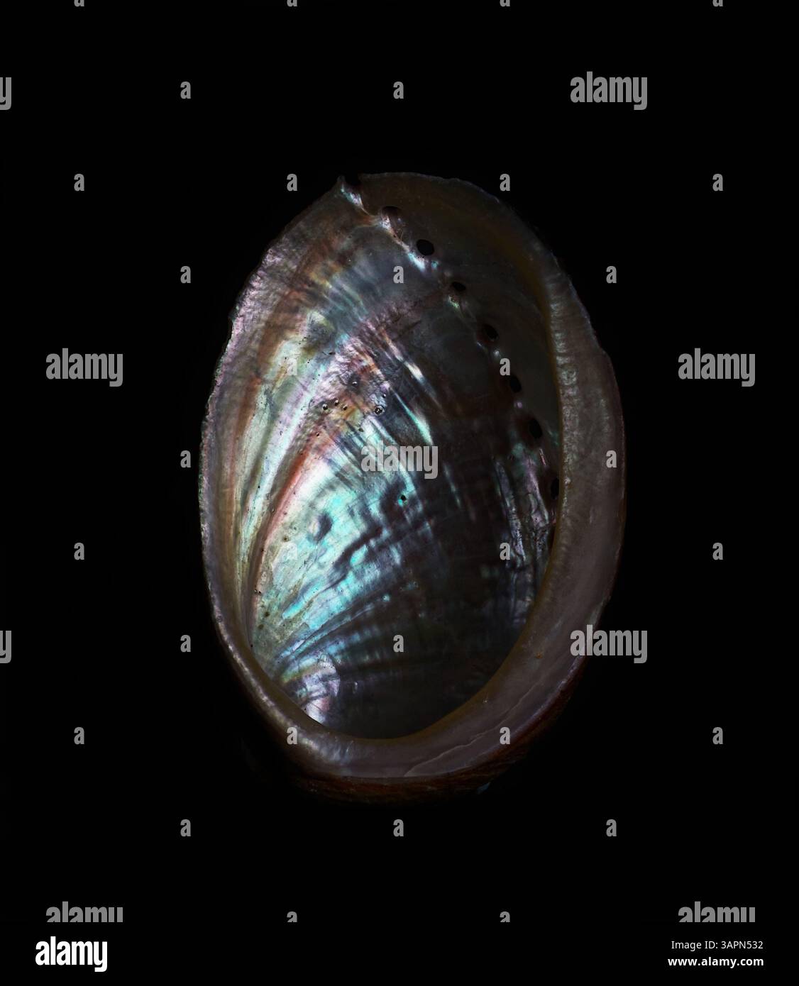 Shell Of An Abalone Marine Gastropod Mollusc Isolated On A Black Background Showing The ...