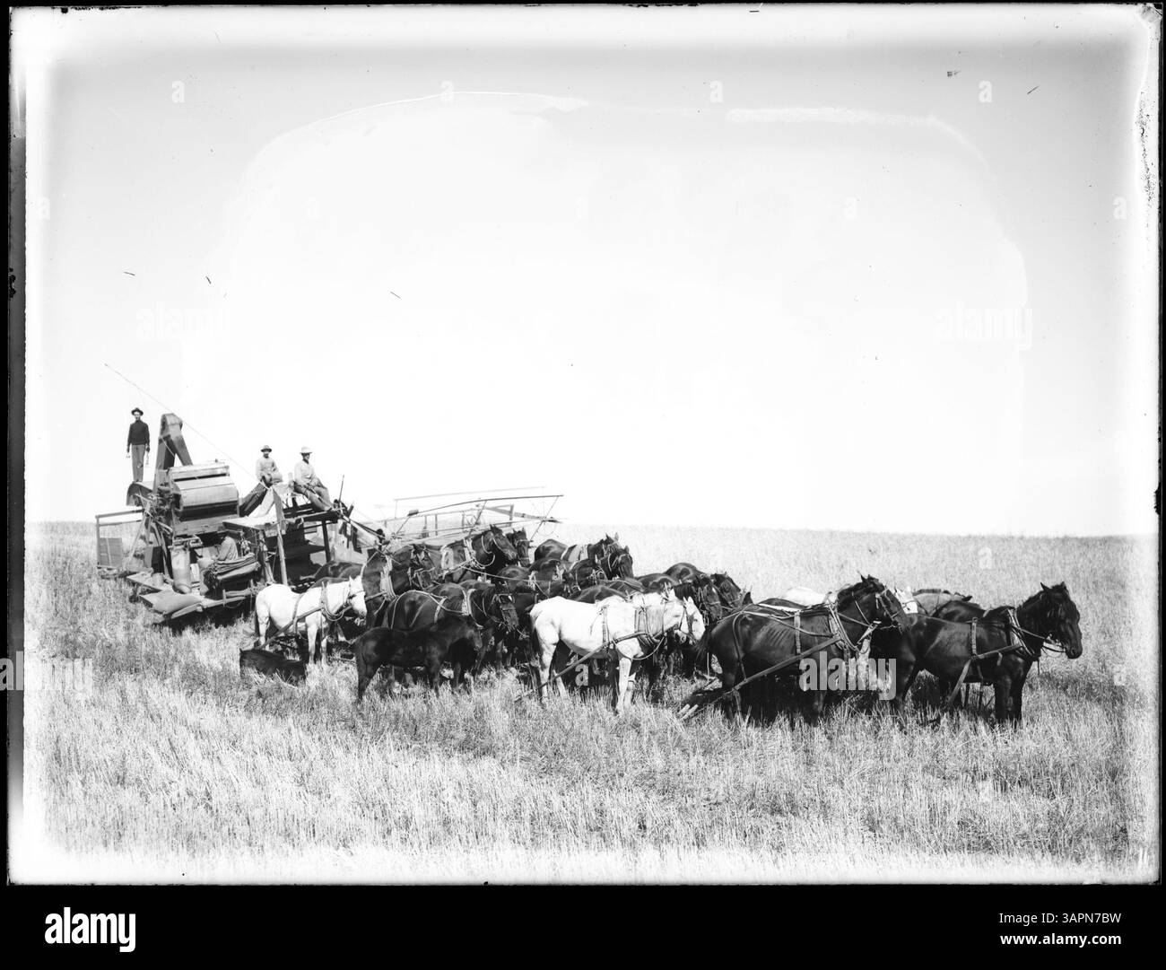This photograph shows a horse-drawn combine with a 20-horse team and a ...