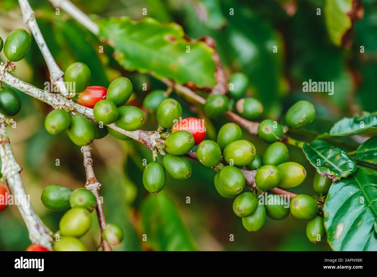 Coffee cherries at different stages of ripeness, green, yellow, and red ...
