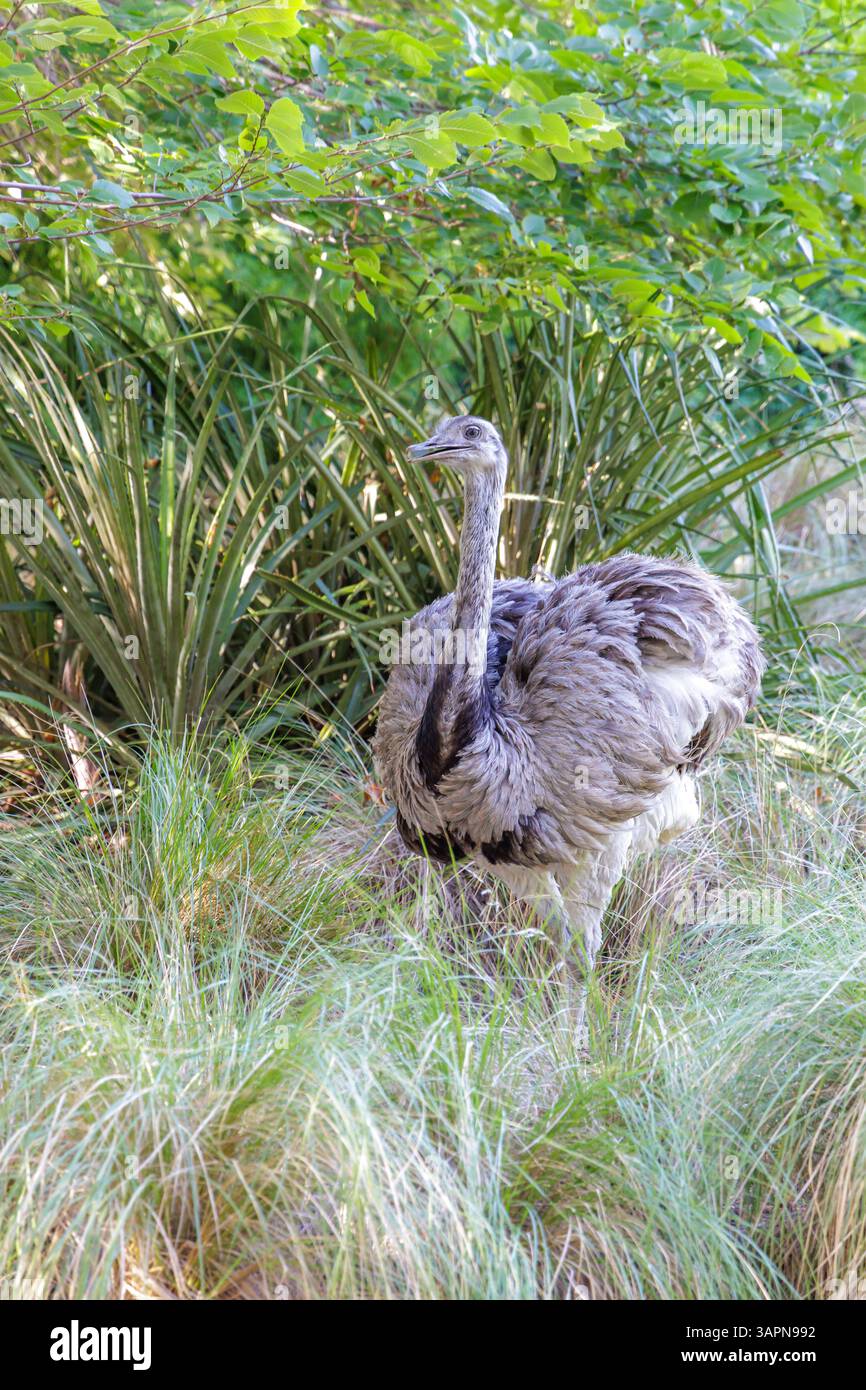 Greater rhea (Rhea americana) walking through the grass Stock Photo - Alamy