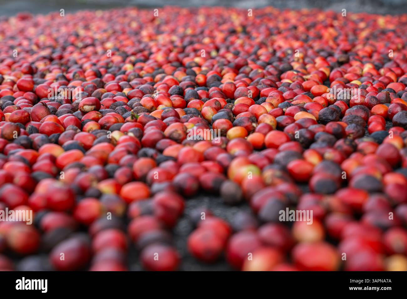 Harvested Red Coffee Cherries Drying. Natural Processing Method for ...