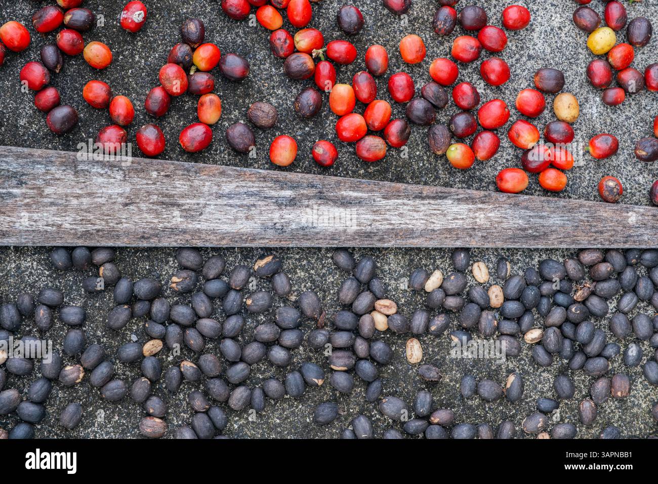 Coffee Drying Transformation Process. Multiple Stages of Natural Coffee ...