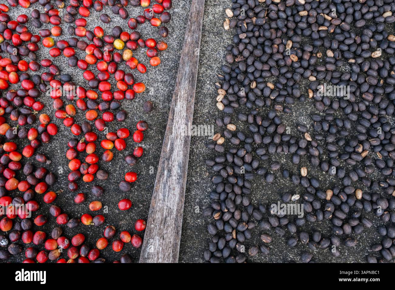 Coffee Processing Stages: Fresh to Dried Cherries. Natural Method ...