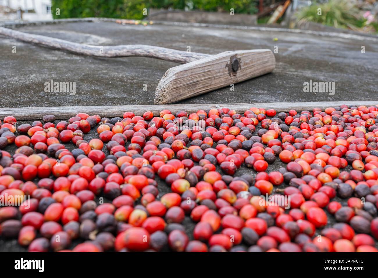 Coffee Cherry Drying Technique with Wooden Rake. Natural Processing ...