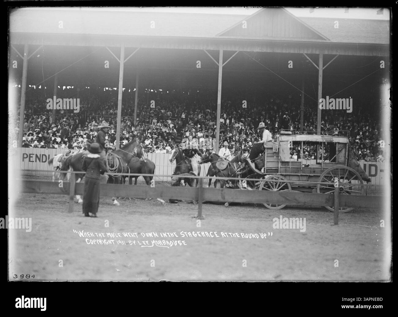 This photograph, labeled PH036 3884, captured by Lee Moorhouse, shows a ...