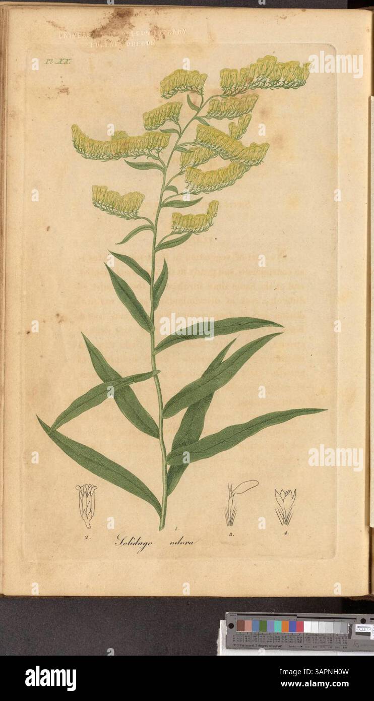 'American Medical Botany' presents detailed botanical illustrations of ...