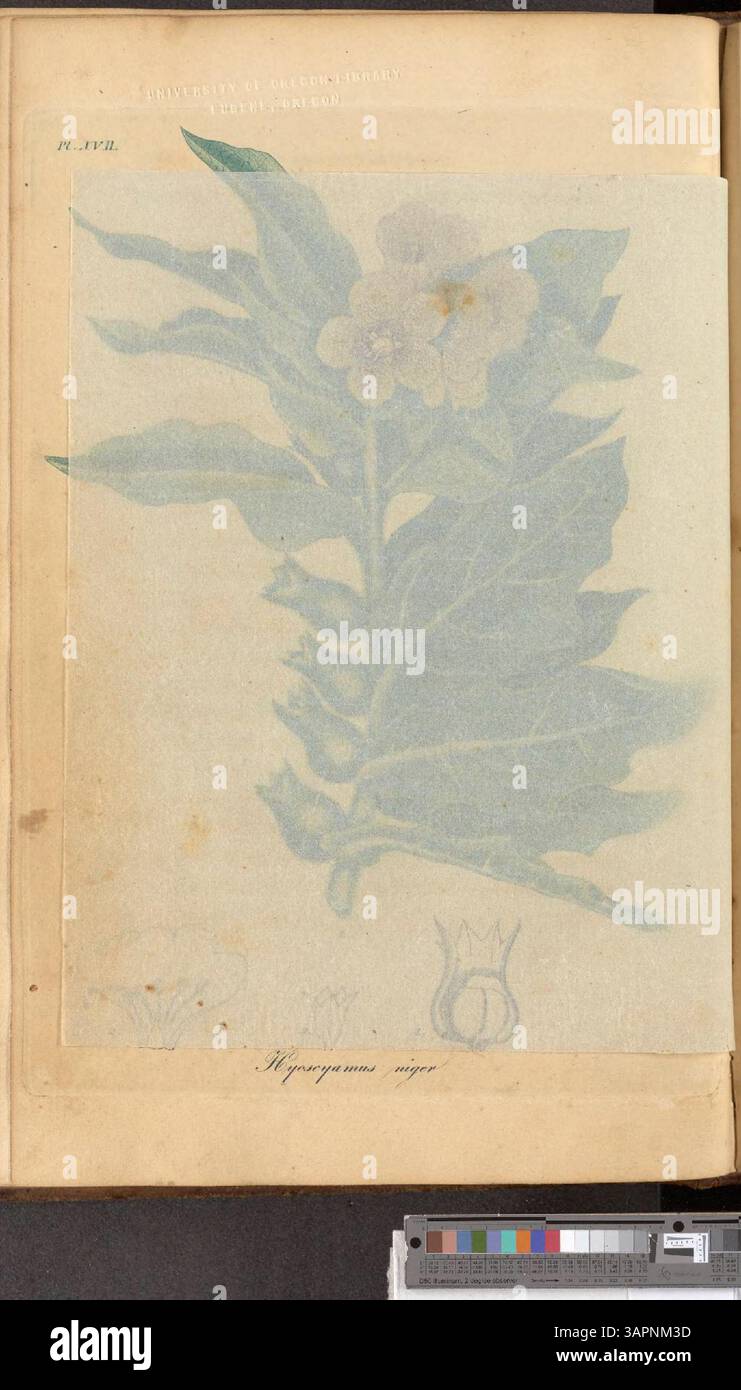 This collection presents native U.S. plants with medicinal uses ...