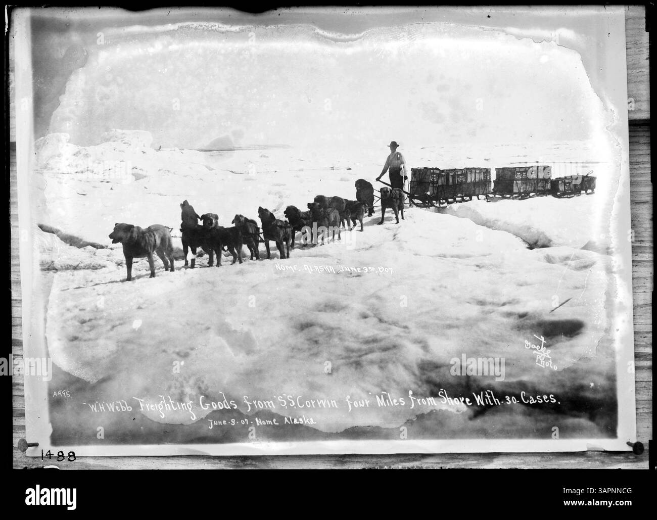 This photograph shows W.H. Webb with a dog team freighting goods from ...