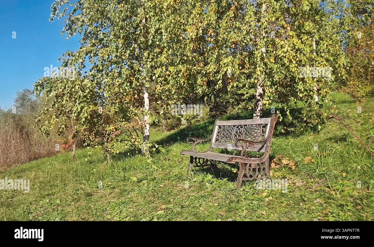Ornate vintage bench beneath birch trees in the park under the warm ...