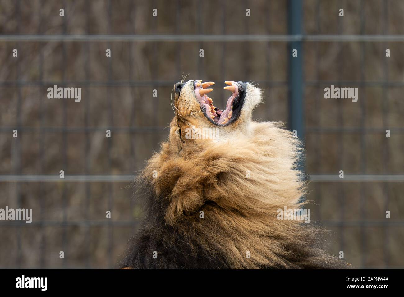 16 April 2025, Baden-Württemberg, Löffingen: A lion yawns in an ...