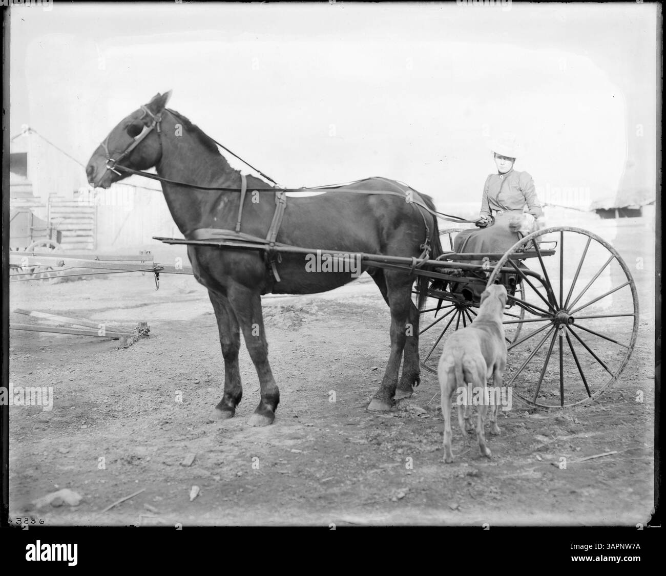The photograph shows a lady driving a sulky, a small two-wheeled cart ...