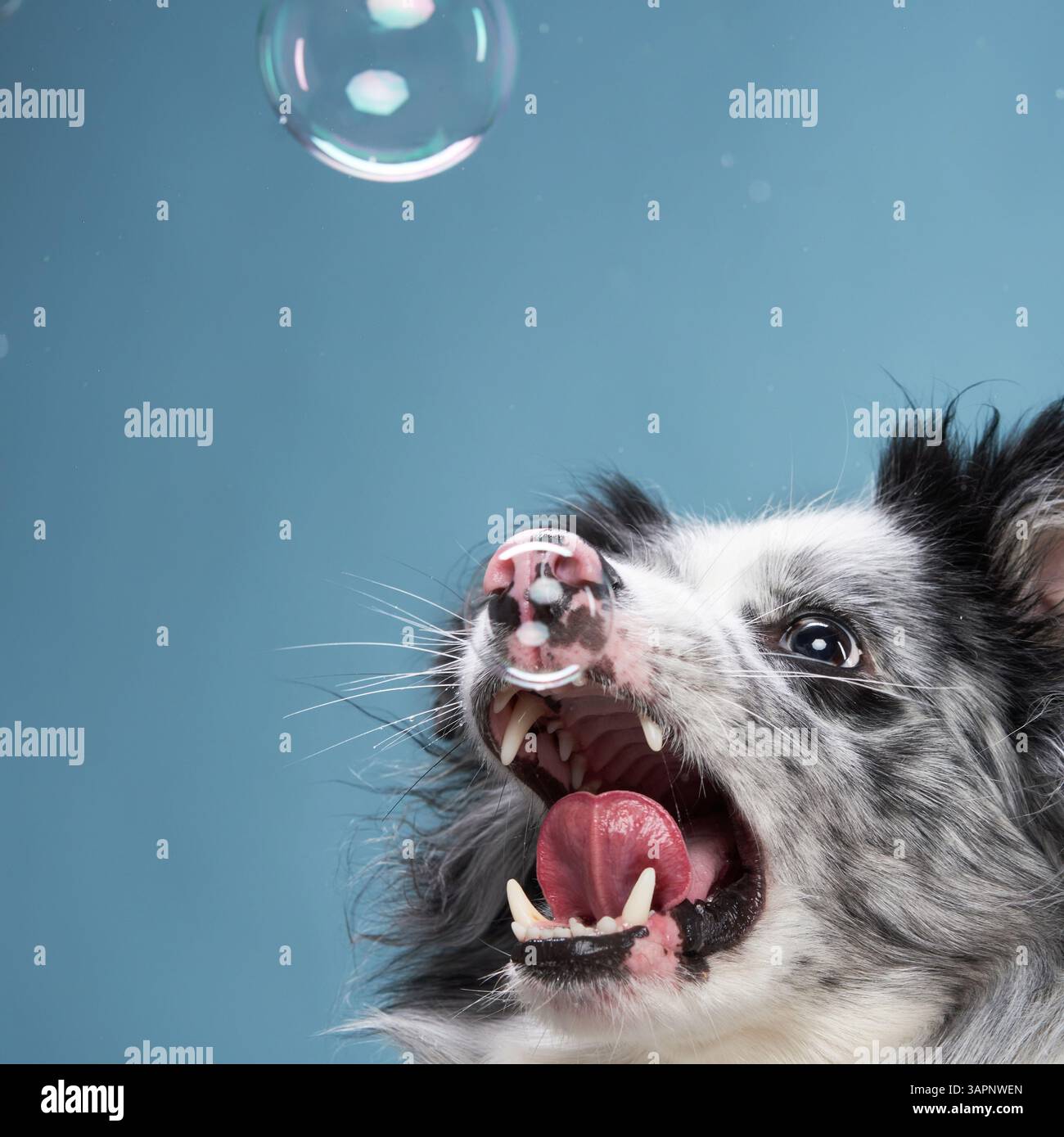 A border collie has its mouth wide open, trying to bite a floating soap ...