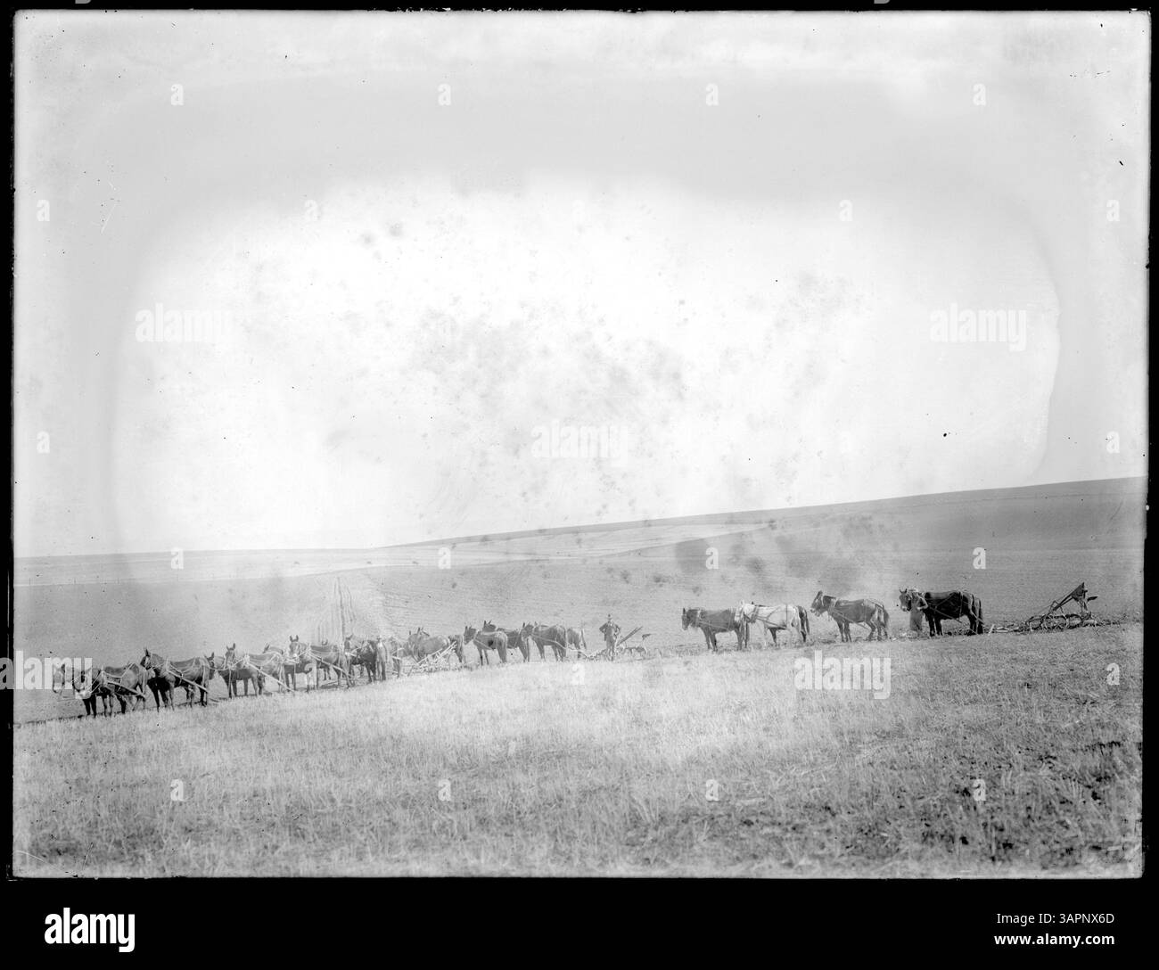 Photograph of plowing wheat stubble with sulky plows and 8- to 10-mule ...
