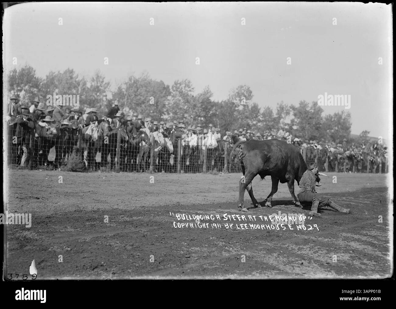 This photograph by Lee Moorhouse depicts a bulldogging scene, capturing ...