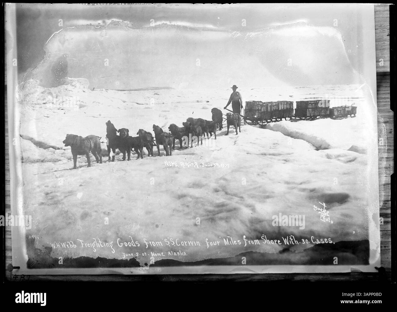 This Lee Moorhouse photograph depicts W.H. Webb and a dog team freight ...