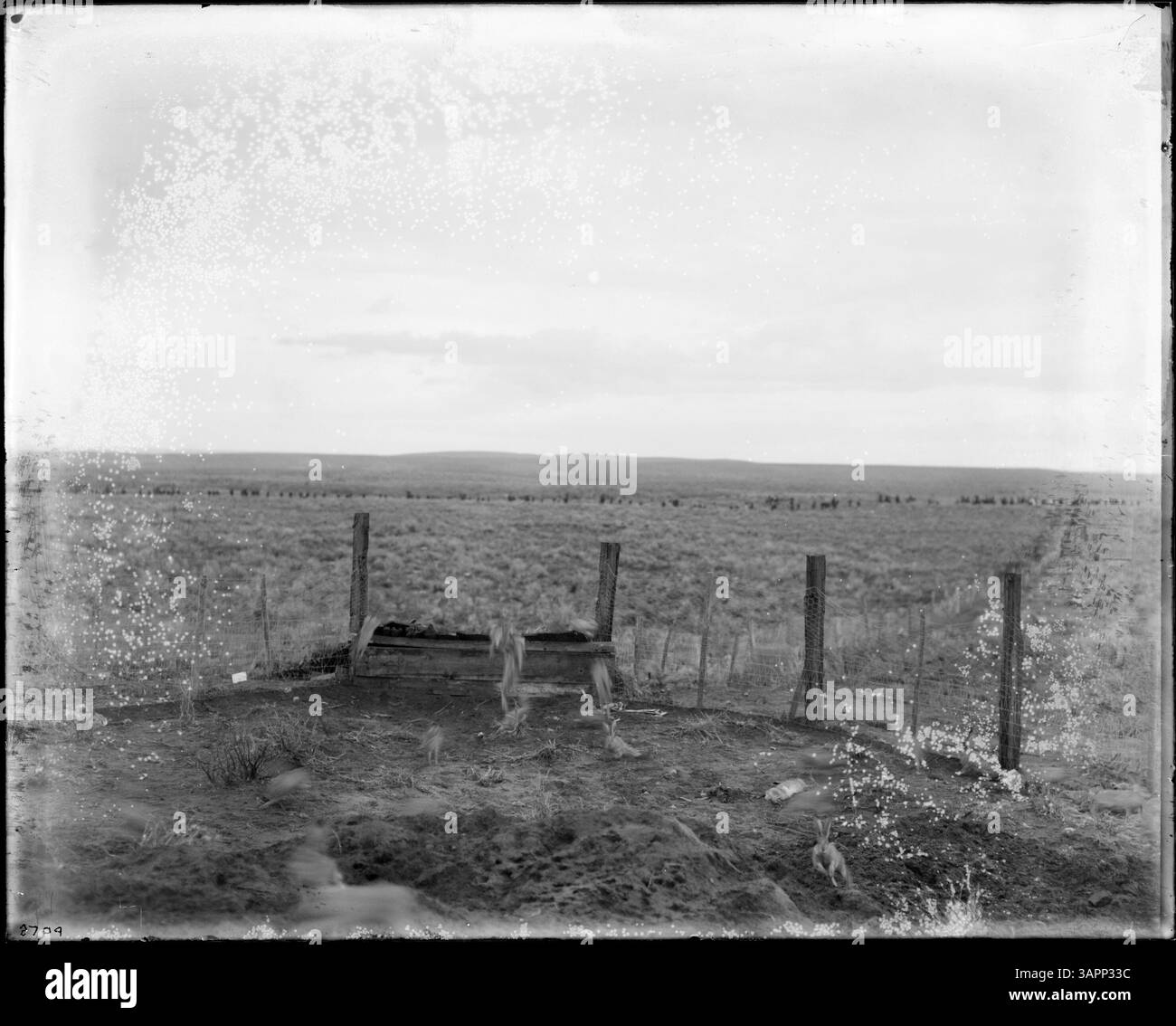 Photograph of the end of a rabbit drive on Blalock Island, showing ...