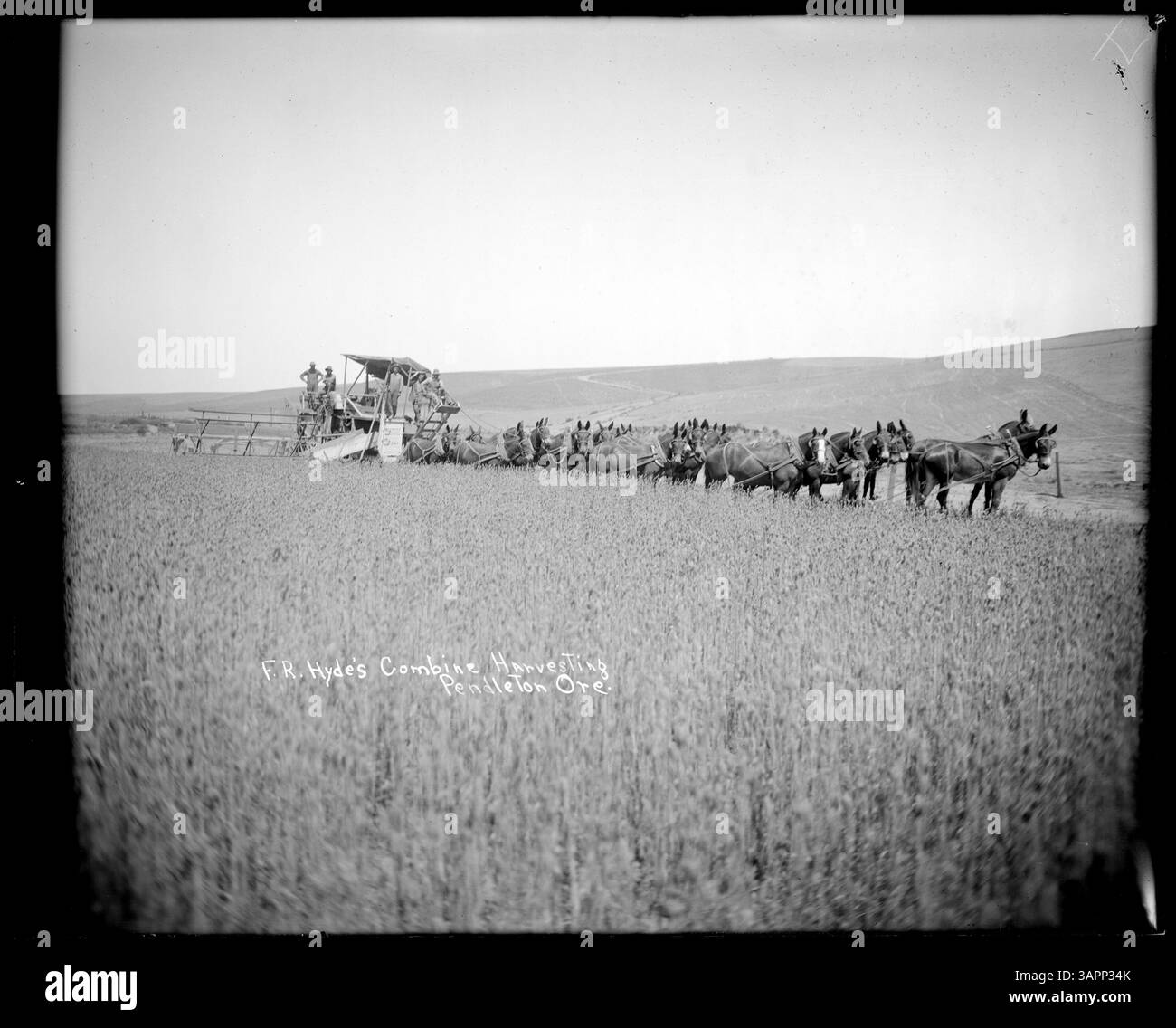 Black and white photograph by Lee Moorhouse of horses pulling a combine ...