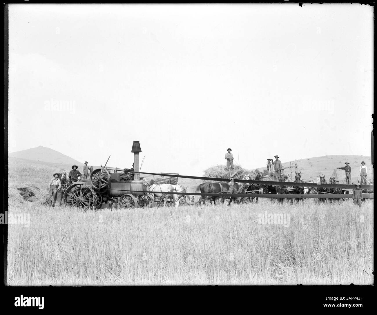 This photograph shows a threshing crew, with a steam tractor powering a ...