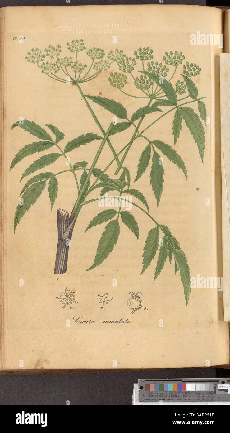 This volume of 'American Medical Botany' presents medicinal plants ...